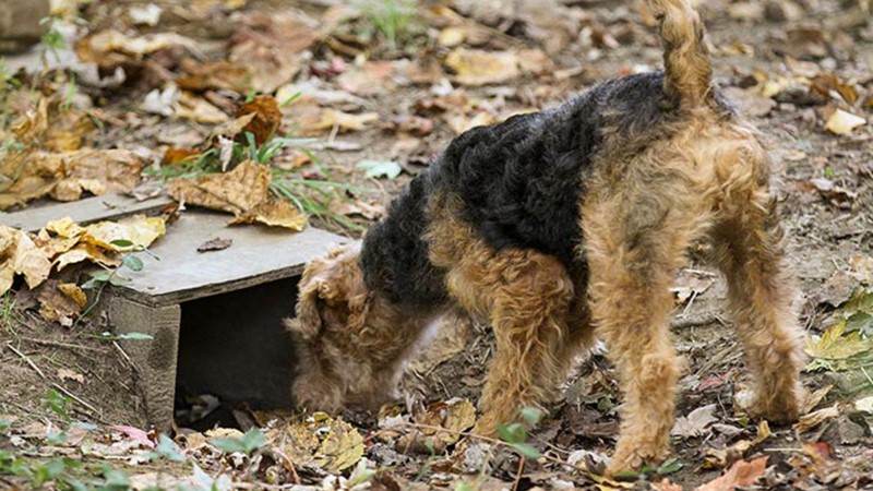 Your Dog Digs Digging? Try AKC Earthdog!
