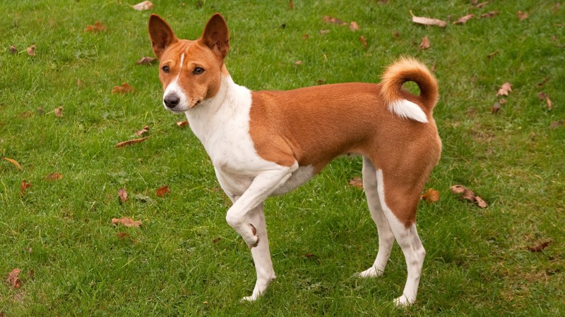 Why Is My Dog Limping?